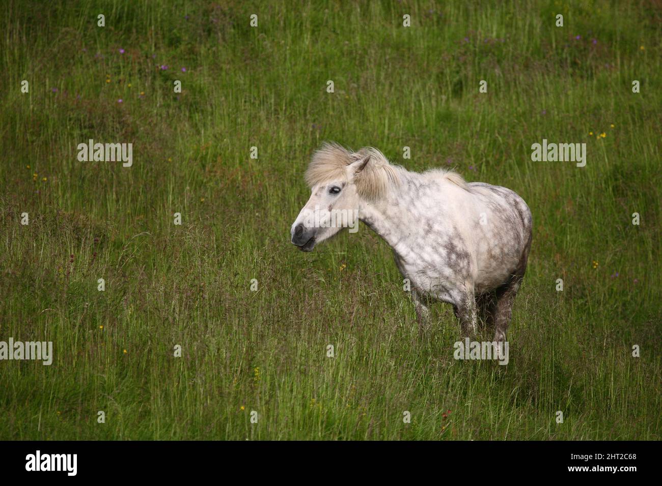 Islandpferd / Icelandic horse / Equus ferus caballus Stock Photo - Alamy