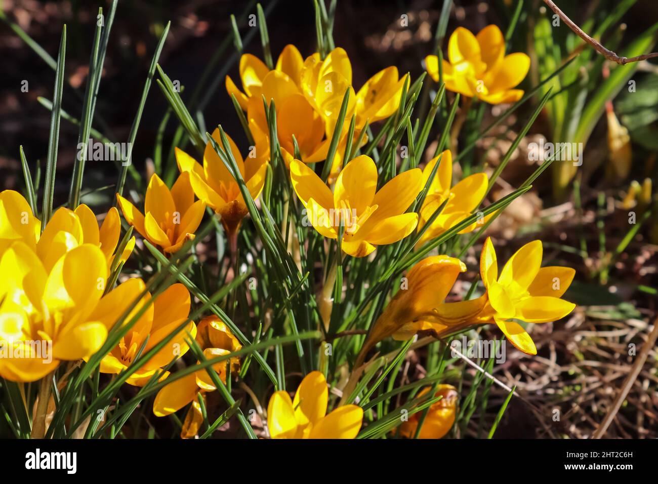 Purple crocus and yellow growing outside. View at magic blooming spring ...
