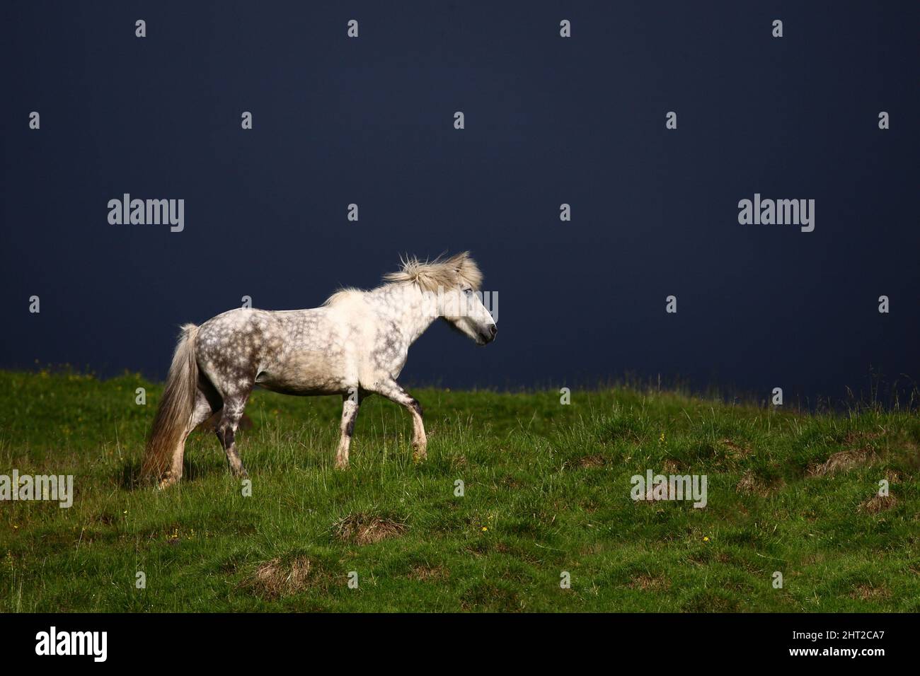 Islandpferd / Icelandic horse / Equus ferus caballus Stock Photo - Alamy