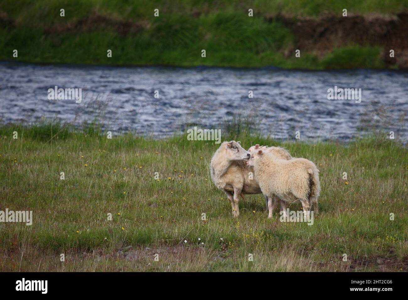Schaf / Sheep / Ovis Stock Photo - Alamy