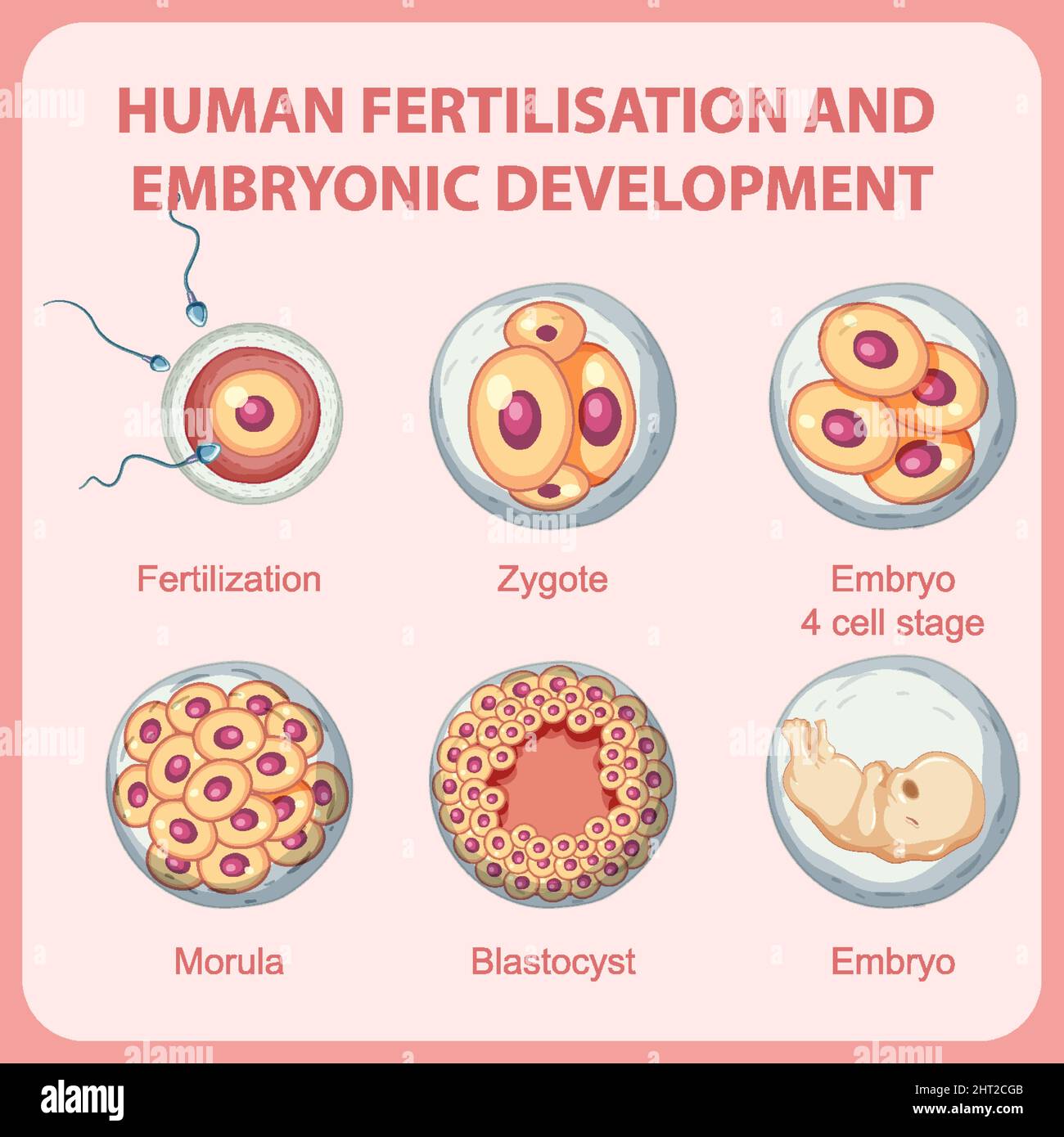 Human fertilisation embryonic development in human infographic ...
