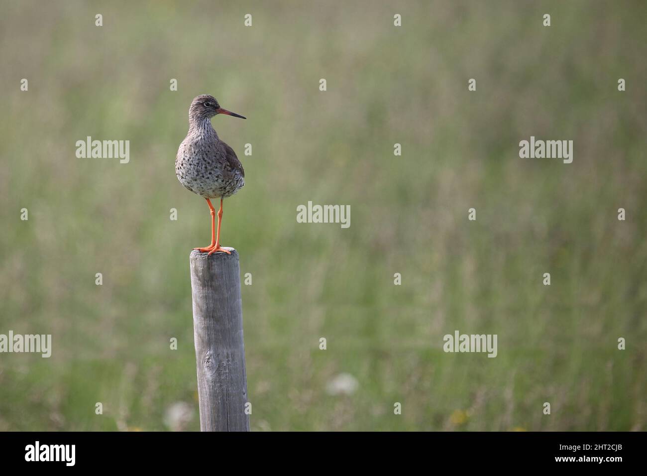 North atlantic island redshanks hi-res stock photography and images - Alamy
