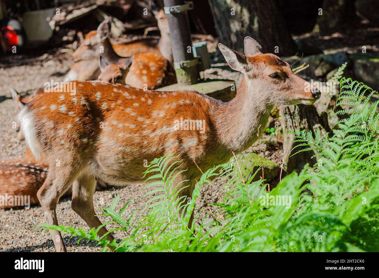 Selective of a female spotted deer (Cervus nippon) in Nara, Japan Stock ...