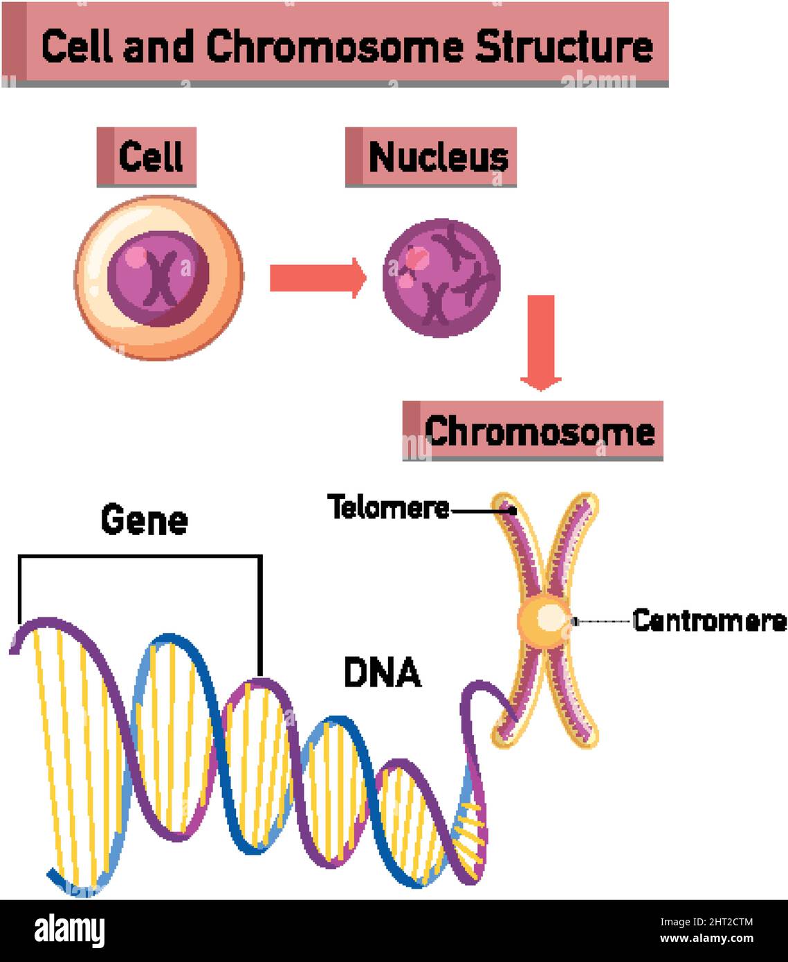 Cell And Chromosome Structure Infographic Illustration Stock Vector