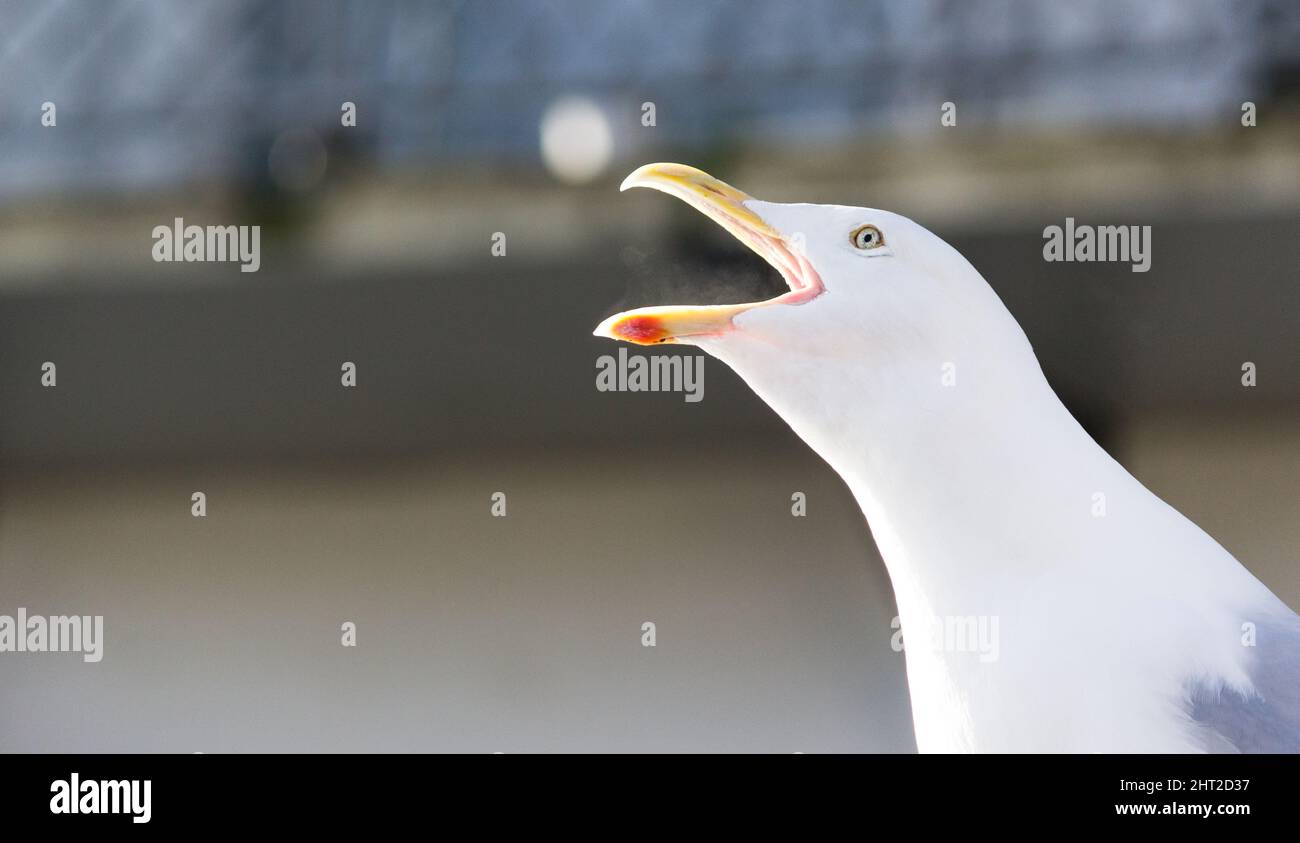 Seagull bird on a cold winter morning with breath in detail Stock Photo ...