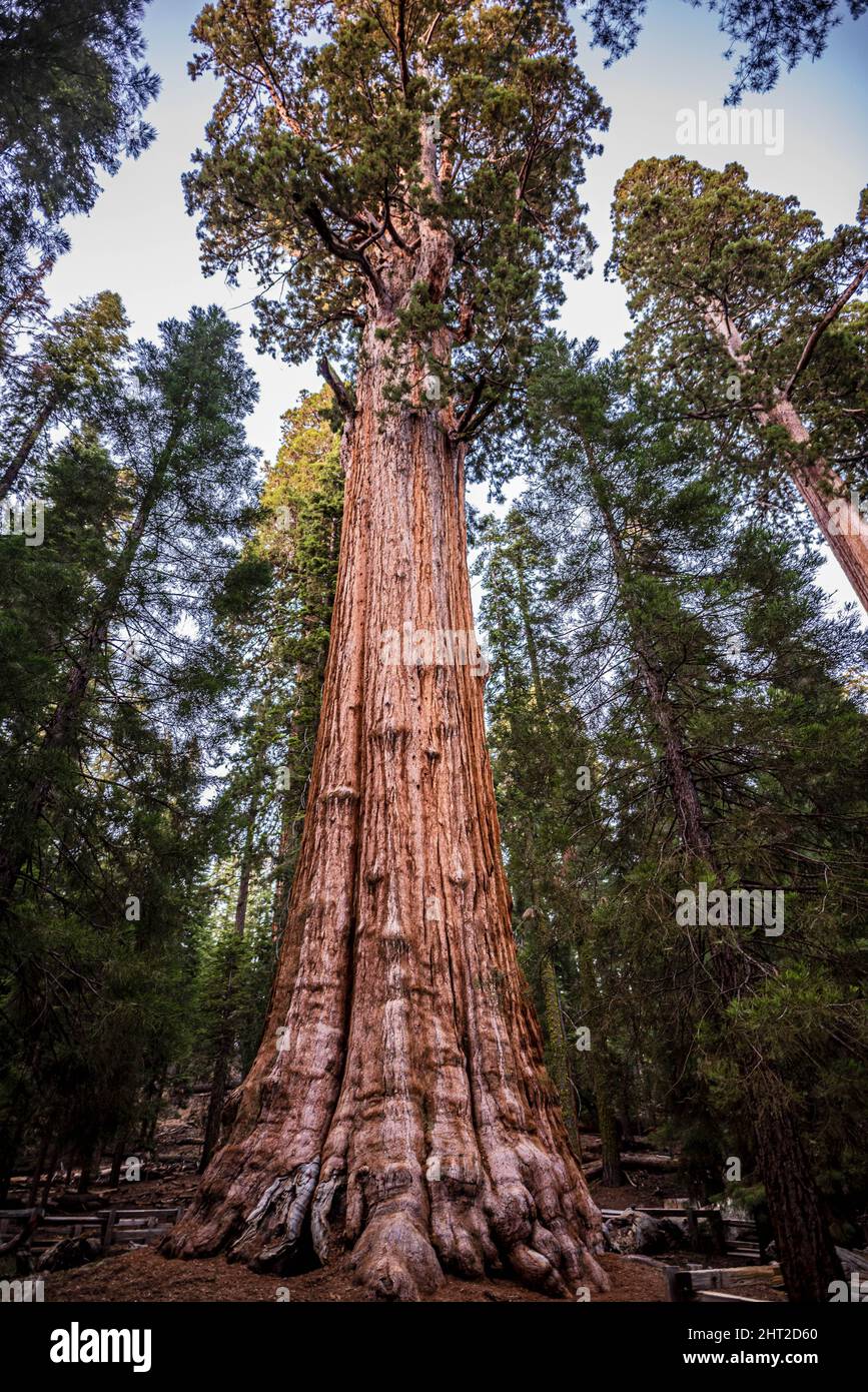 Vertical shot of tall sequoia trees in a forest Stock Photo - Alamy