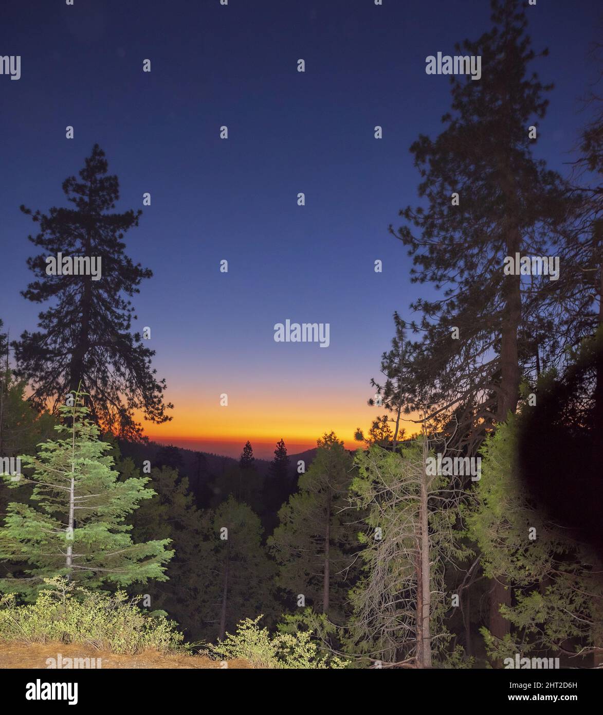 Vertical shot of sequoia trees on a late sunset sky background Stock ...