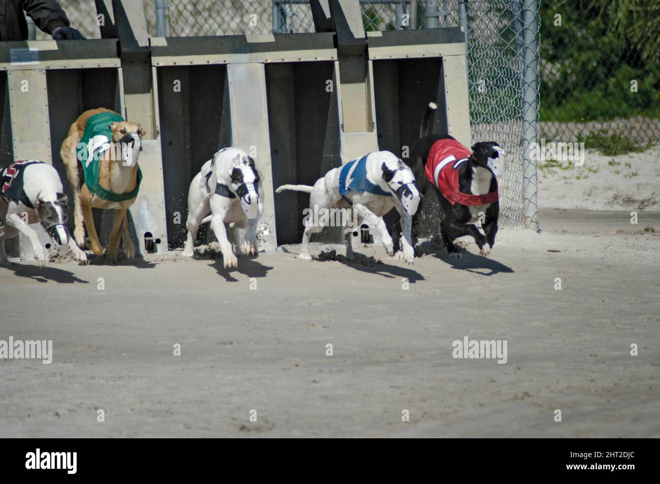 Dog Races in Florida Stock Photo - Alamy