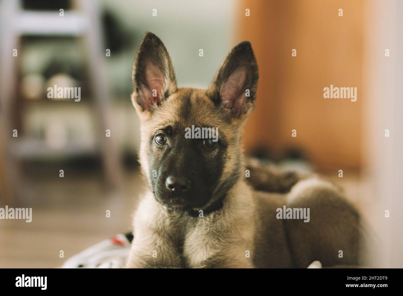 German shepherd inside house hi-res stock photography and images - Alamy