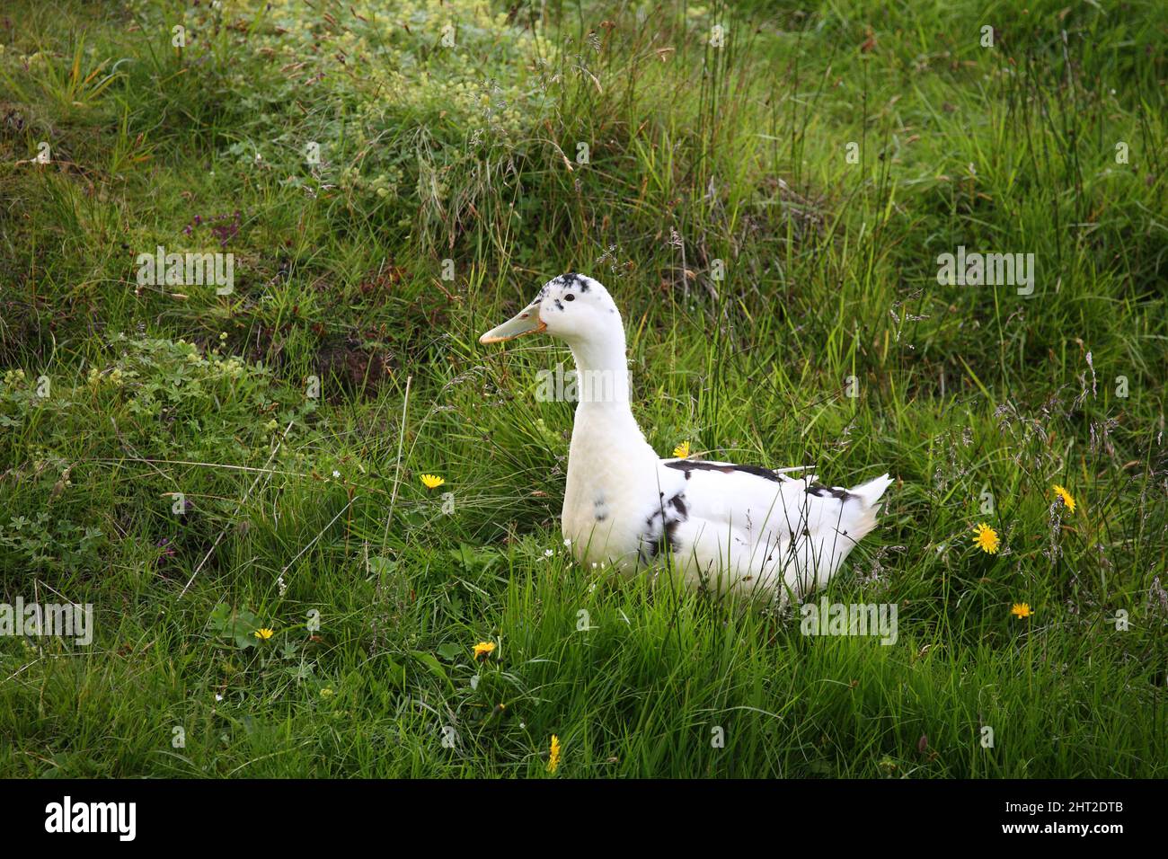Island - Ente / Iceland - Duck / Anatidae Stock Photo - Alamy