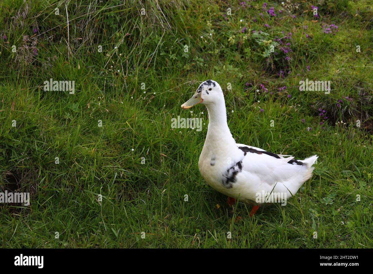 Island - Ente / Iceland - Duck / Anatidae Stock Photo - Alamy