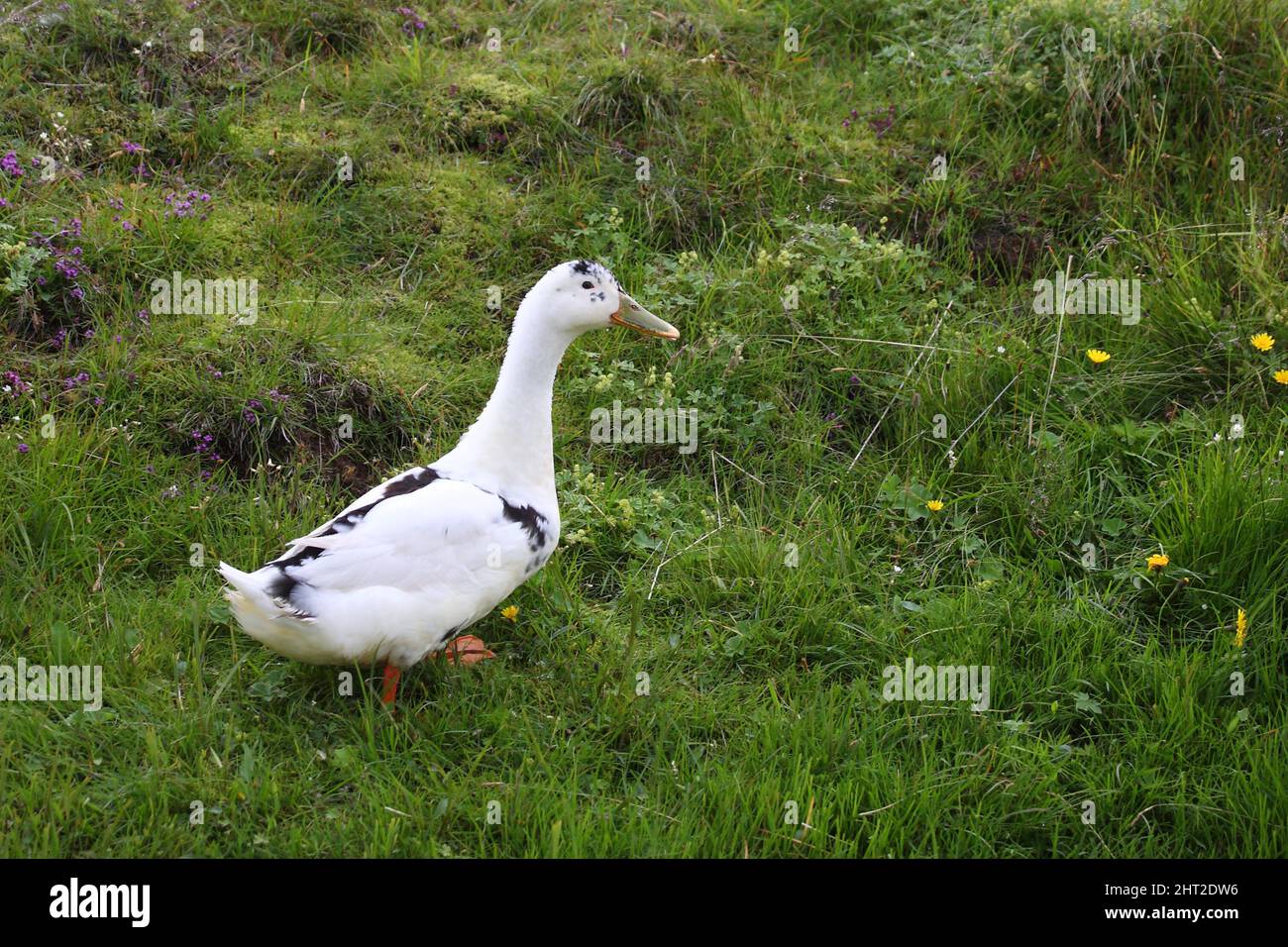 Island - Ente / Iceland - Duck / Anatidae Stock Photo - Alamy