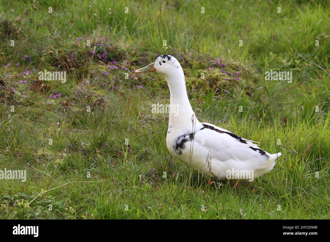 Island - Ente / Iceland - Duck / Anatidae Stock Photo - Alamy