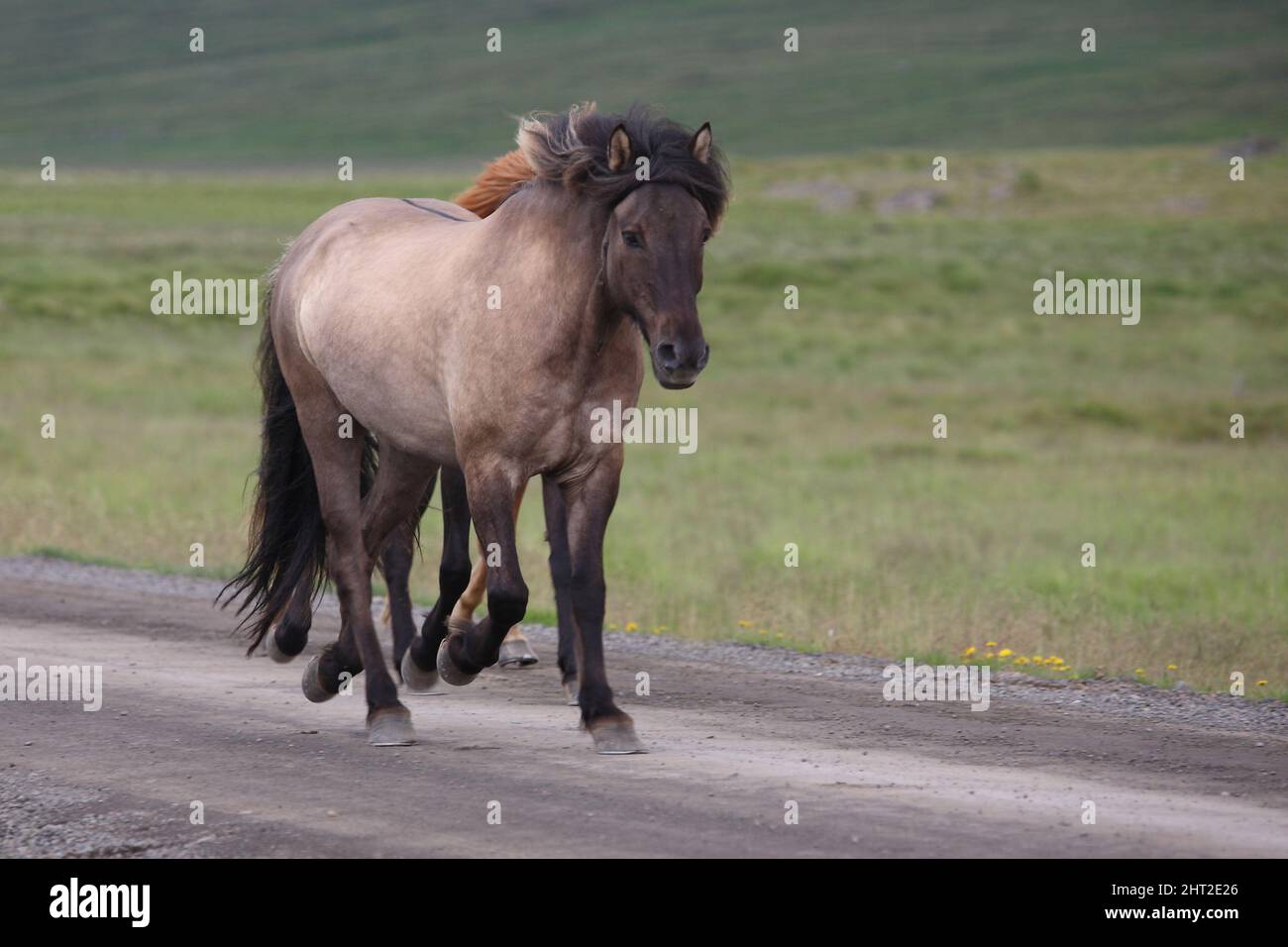 Islandpferd / Icelandic horse / Equus ferus caballus Stock Photo - Alamy