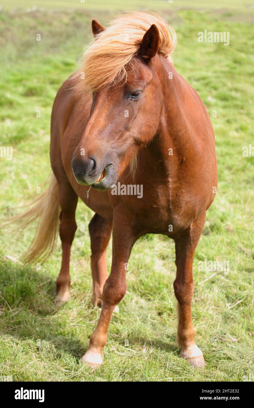 Islandpferd / Icelandic horse / Equus ferus caballus Stock Photo - Alamy