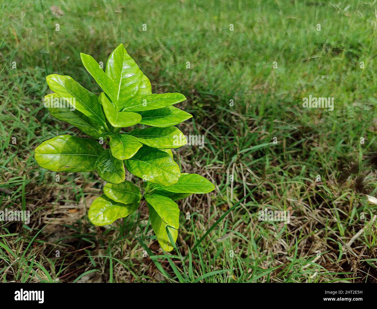Small guava fruit plant blooming in the agricultural land in the rural ...