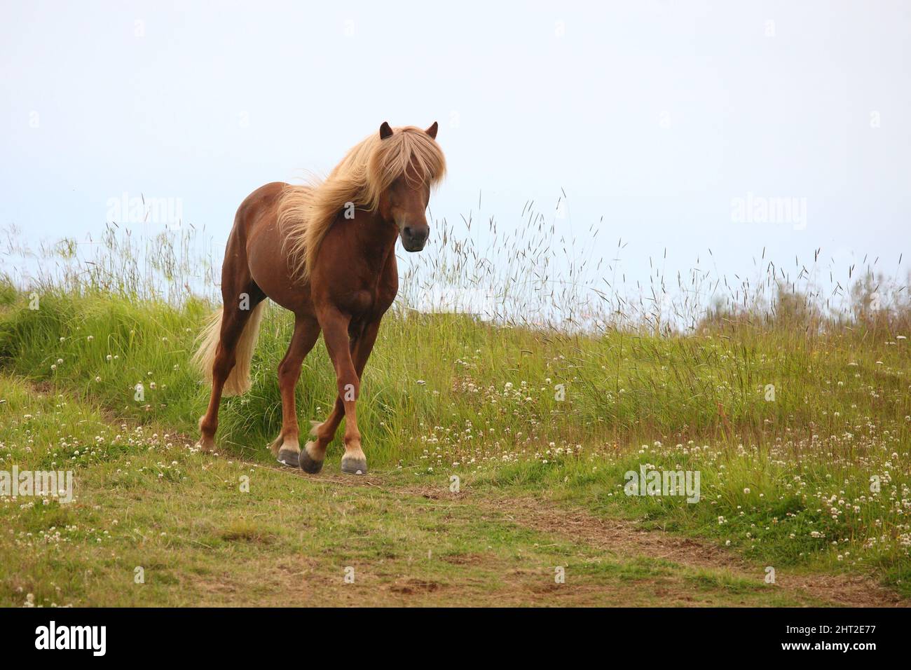 Islandpferd / Icelandic horse / Equus ferus caballus Stock Photo - Alamy