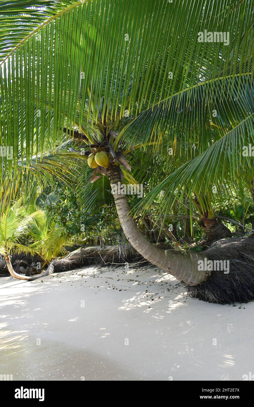 Wild tropical beach with coconut trees and other vegetation, white sand ...