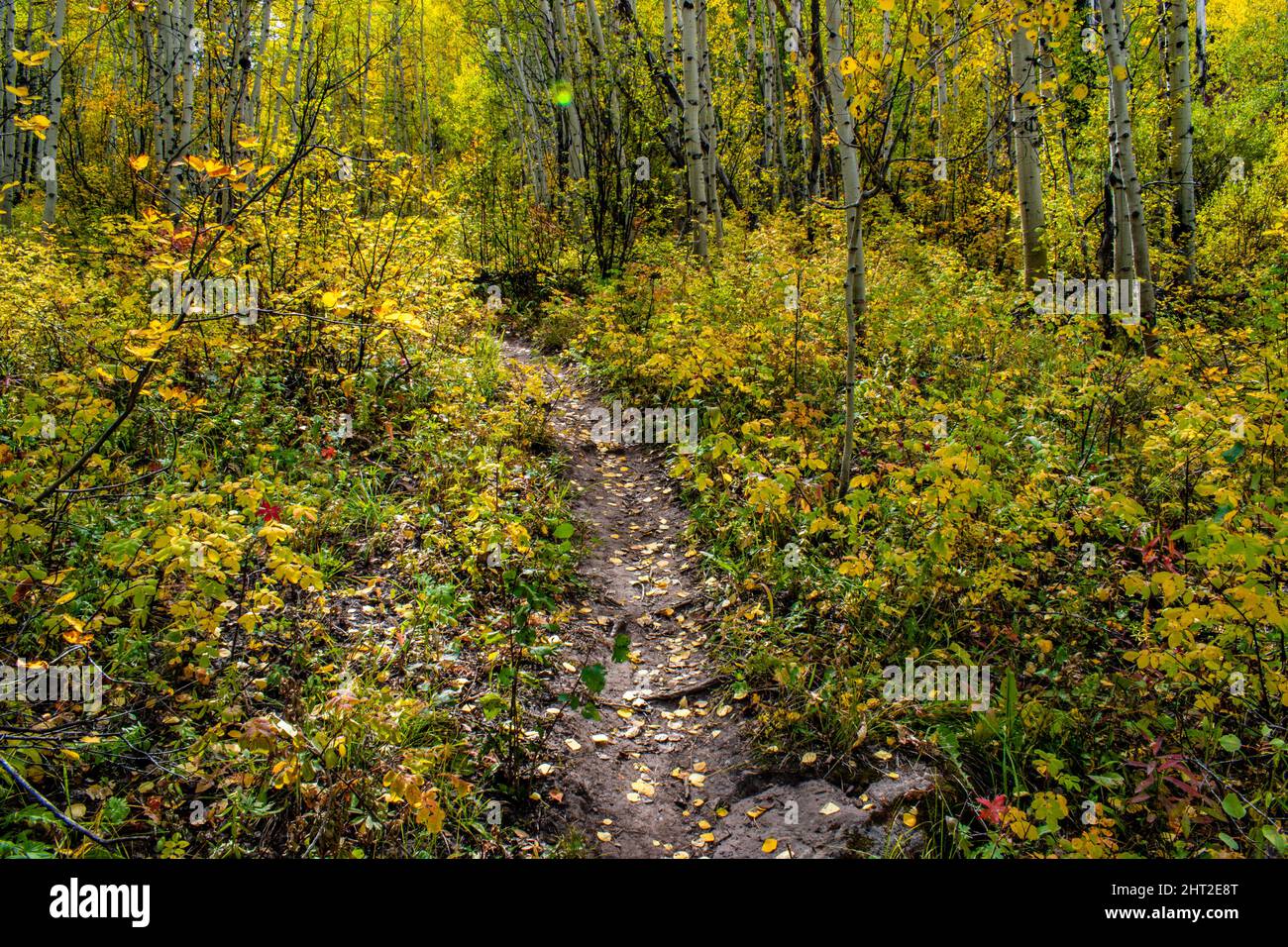 Natural landscape of a forest in the daylight Stock Photo - Alamy