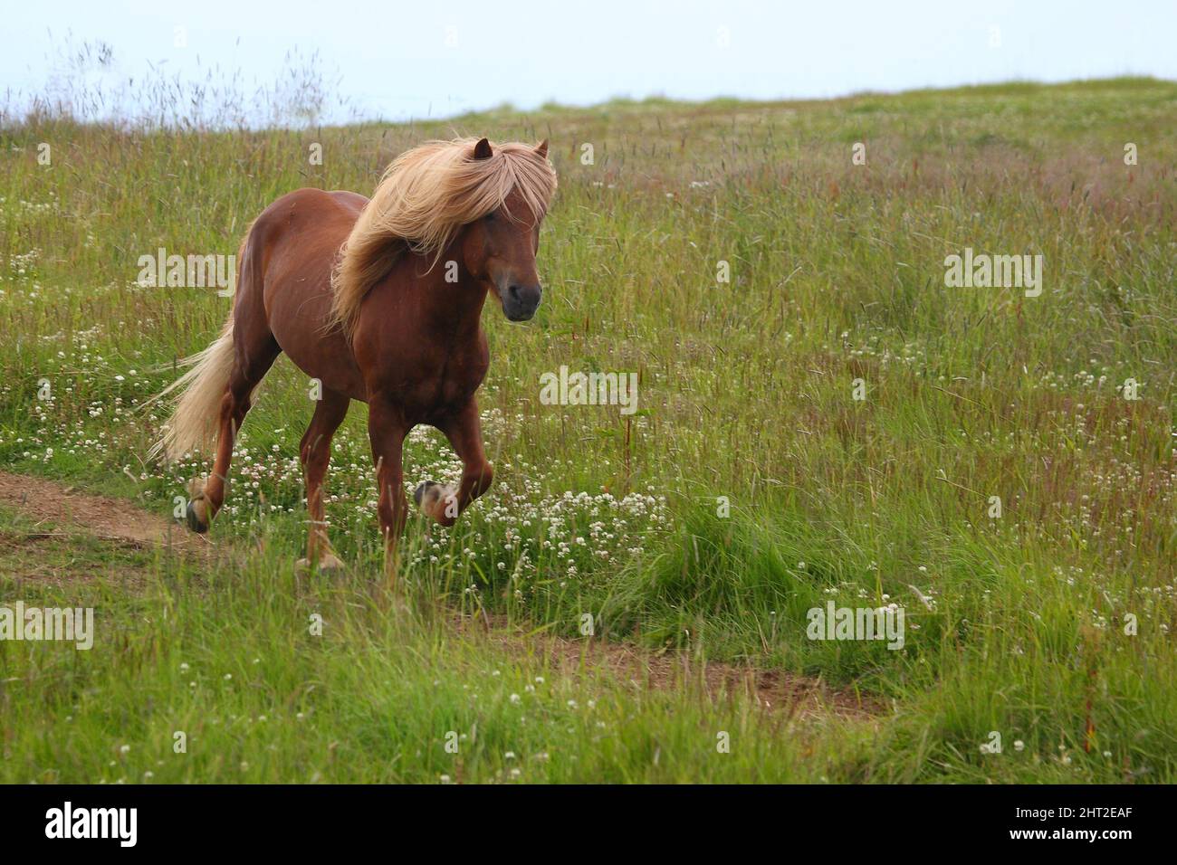 Islandpferd / Icelandic horse / Equus ferus caballus Stock Photo - Alamy