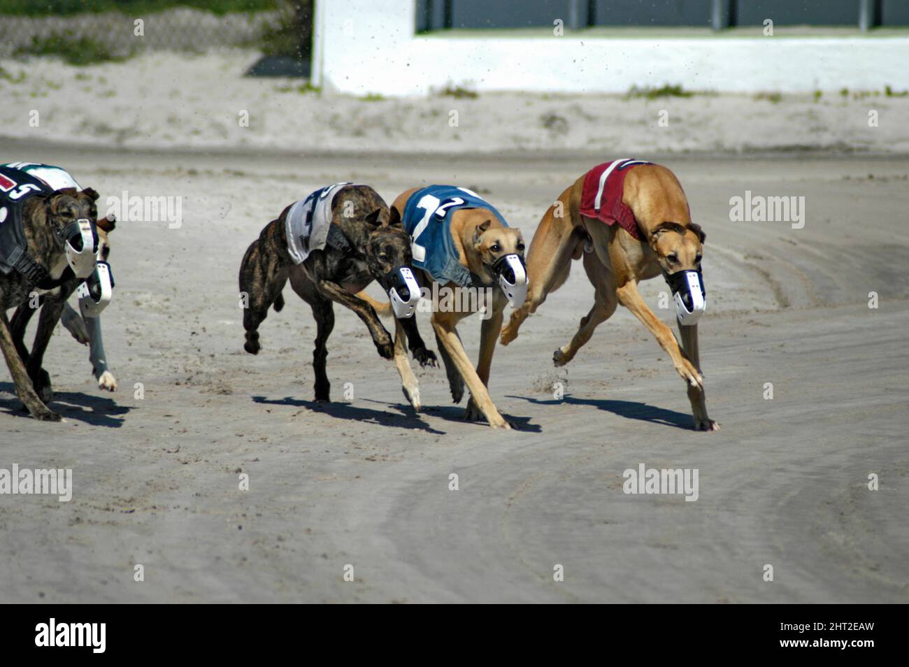 Dog Races in Florida Stock Photo - Alamy