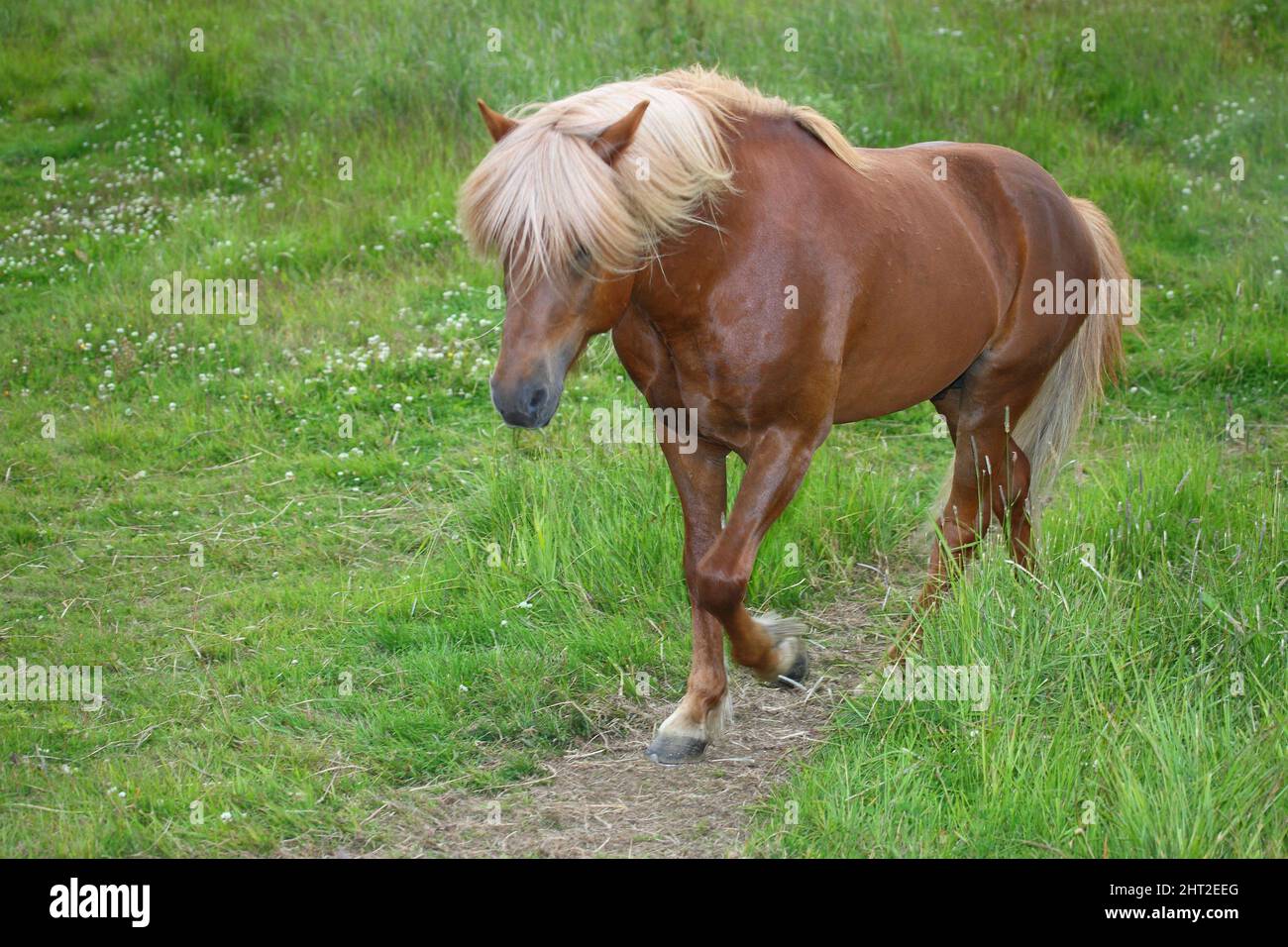 Islandpferd / Icelandic horse / Equus ferus caballus Stock Photo - Alamy