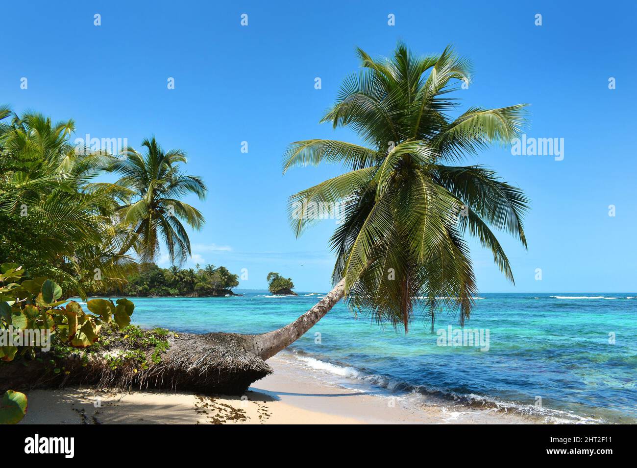 Wild tropical beach with coconut trees and other vegetation, white sand ...