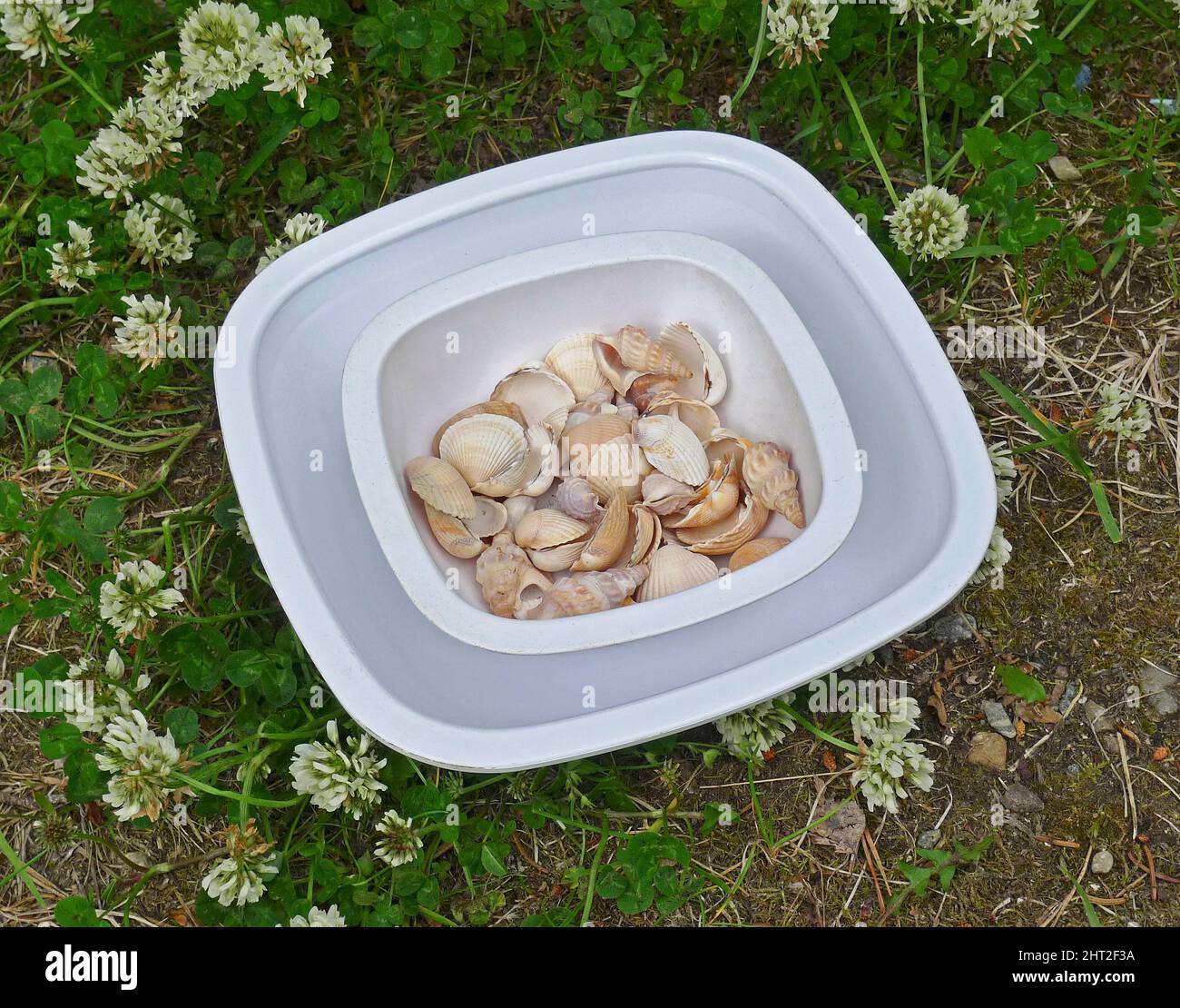 Plastic bowls with mussel shell and seashells Stock Photo - Alamy