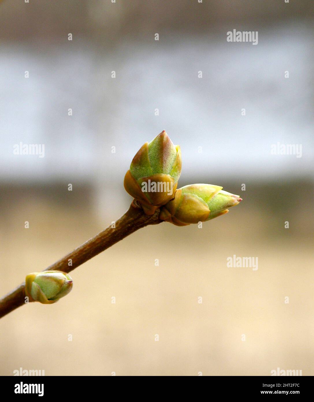 Birch buds hi-res stock photography and images - Alamy