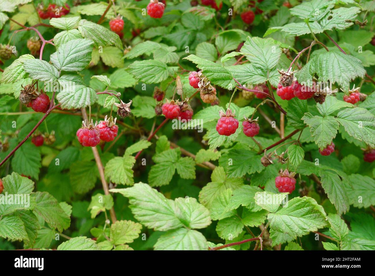 Raspberry bushes hi-res stock photography and images - Alamy