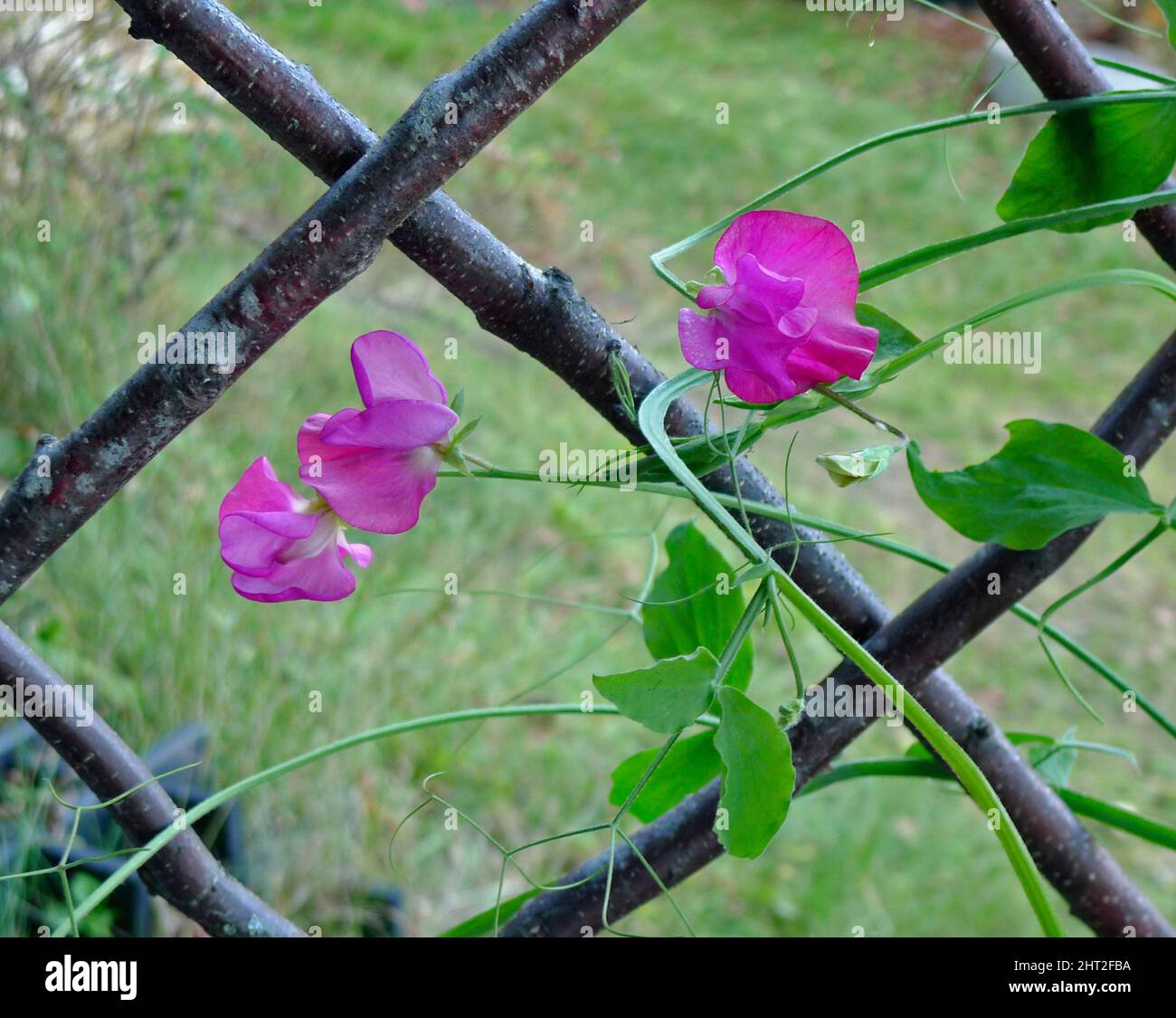 Sweet peas 'Mammoth' on birch trellis Stock Photo - Alamy