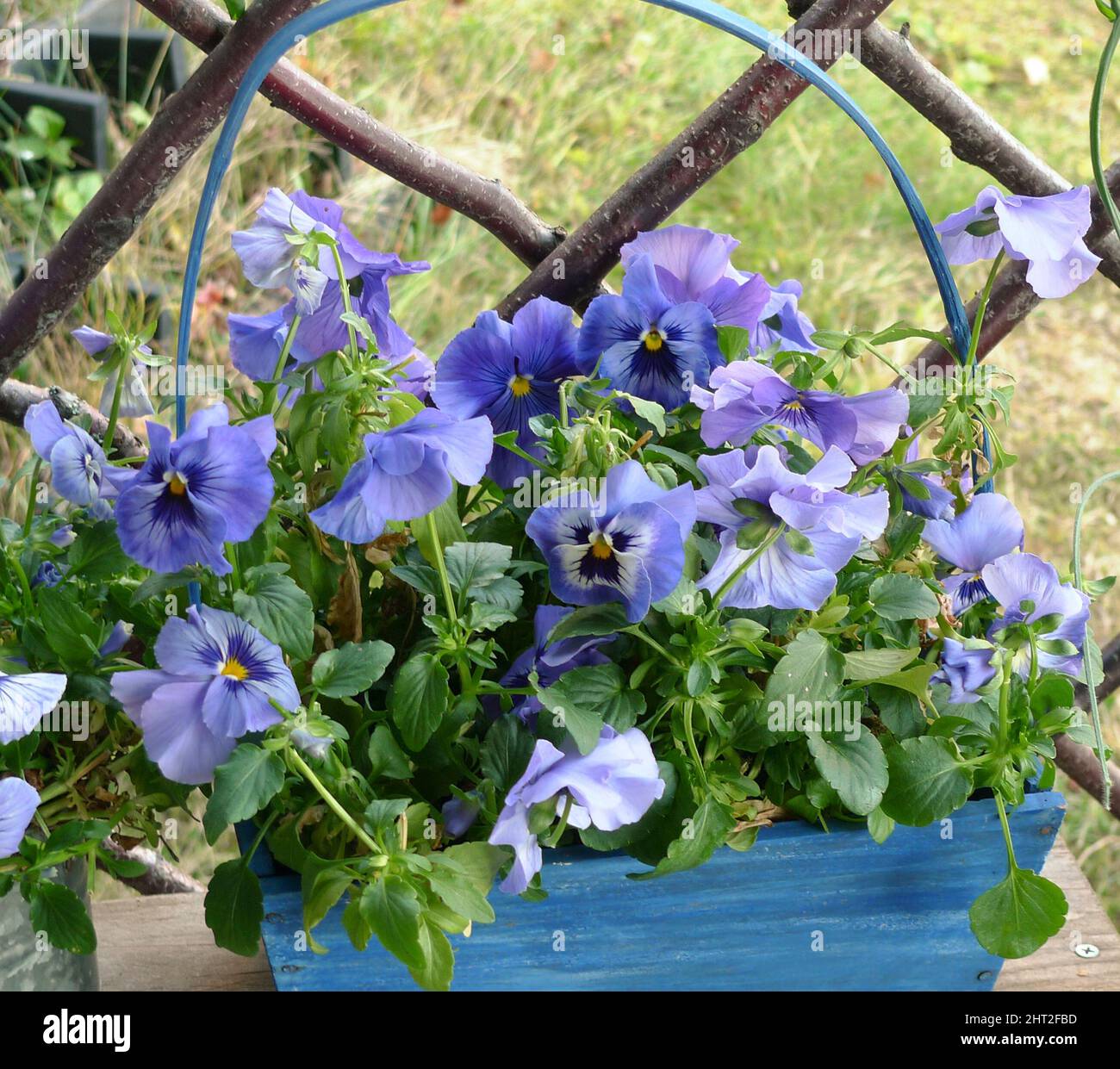 Violets on birch trellis Stock Photo - Alamy