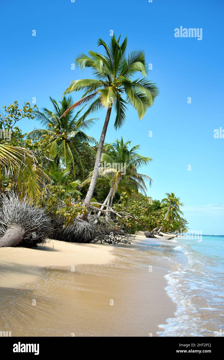 Wild tropical beach with coconut trees and other vegetation, white sand ...
