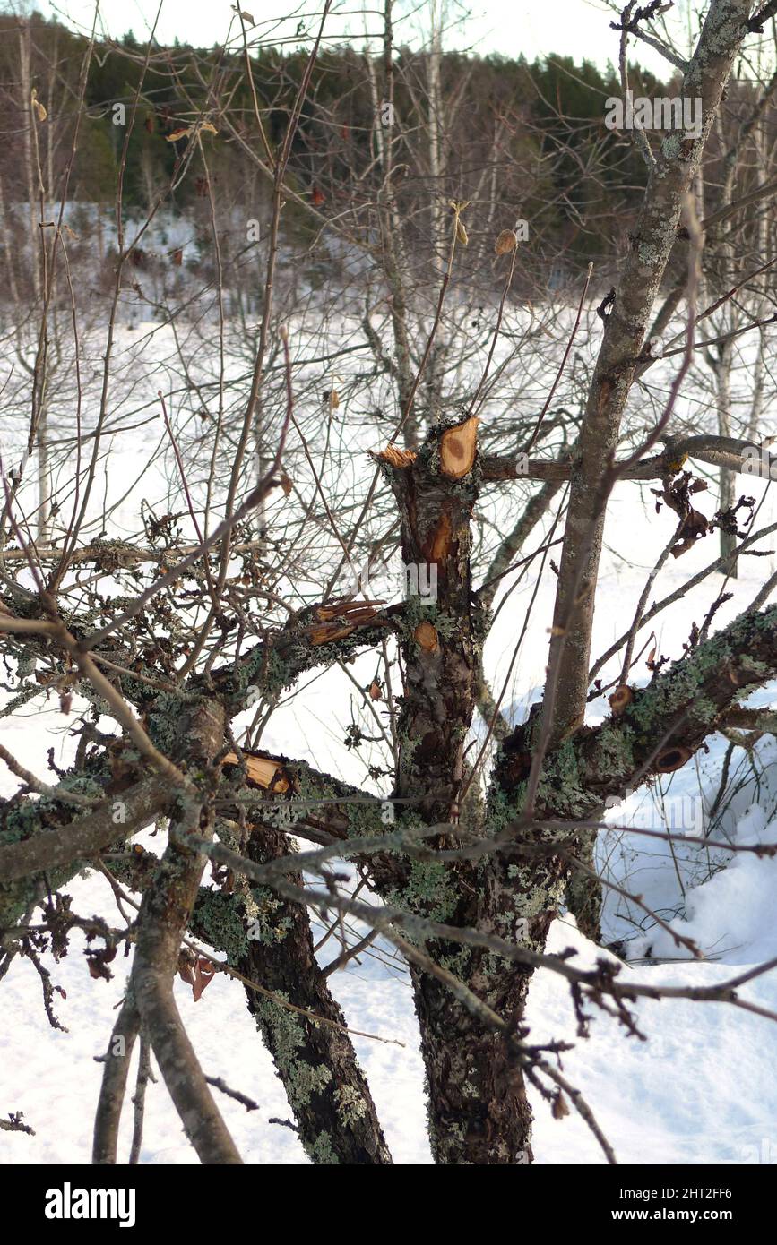 Cracked apple tree Stock Photo - Alamy