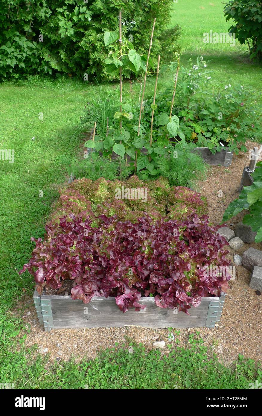 Odling hi-res stock photography and images - Alamy