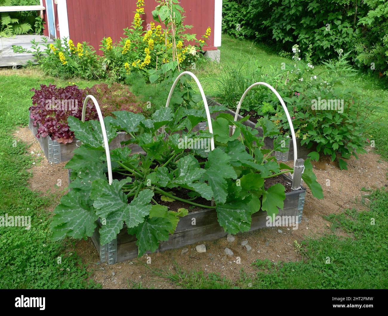 Odling hi-res stock photography and images - Alamy