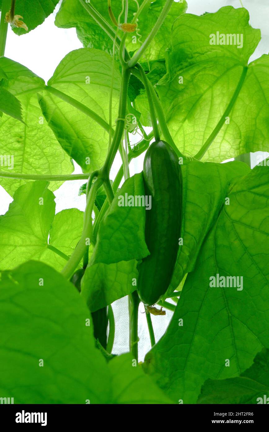 Cucumber 'Passandra' in greenhouse Stock Photo - Alamy