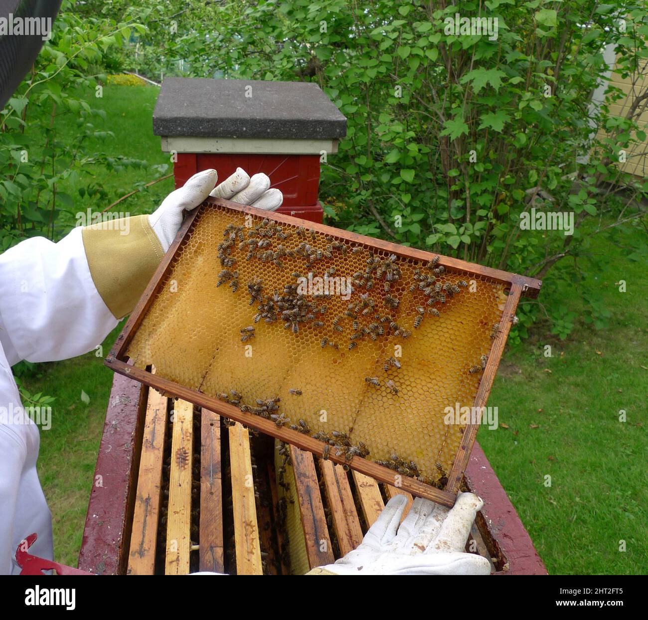 Bee apiaries hi-res stock photography and images - Alamy