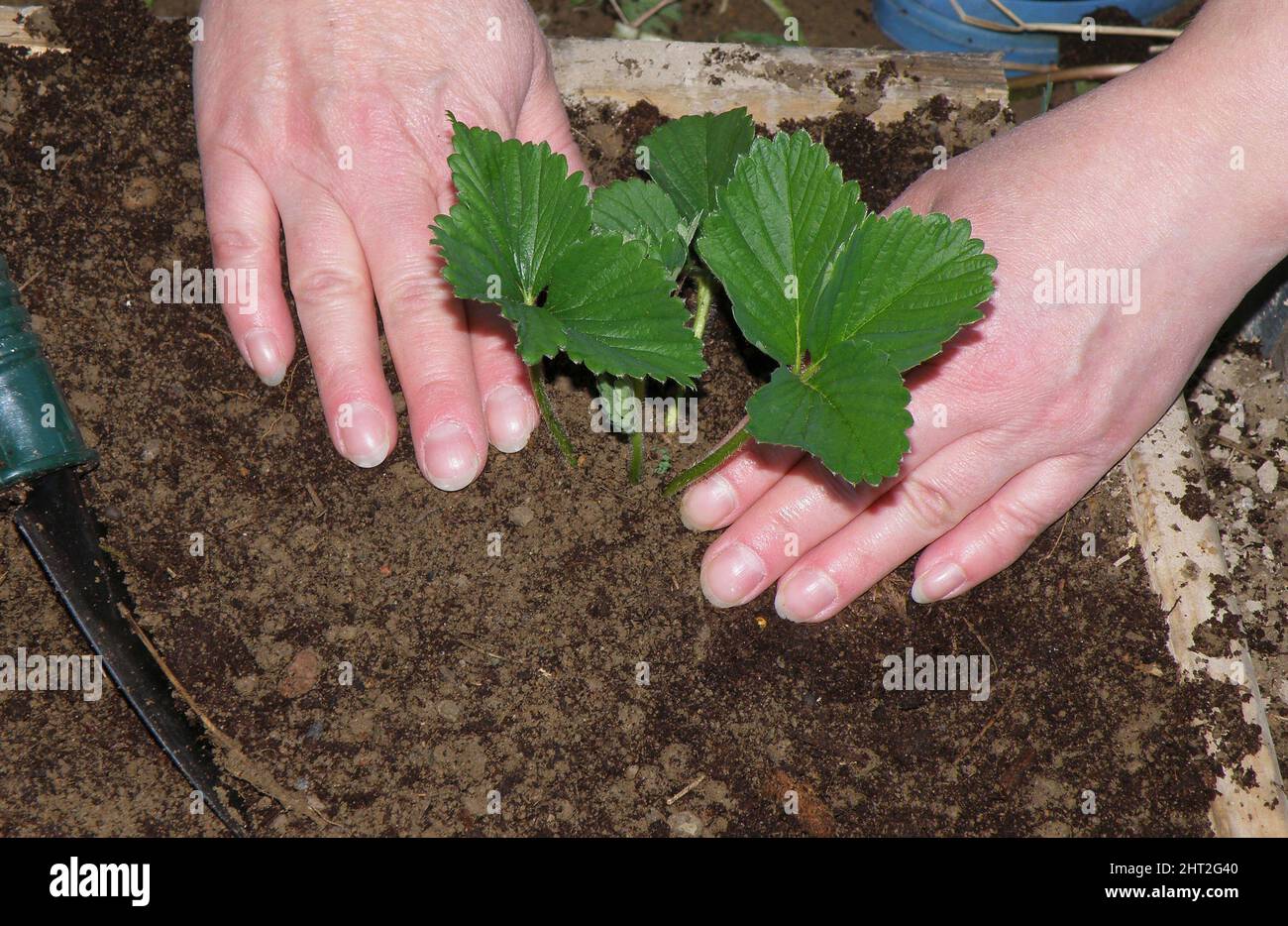 Plantor hi-res stock photography and images - Alamy