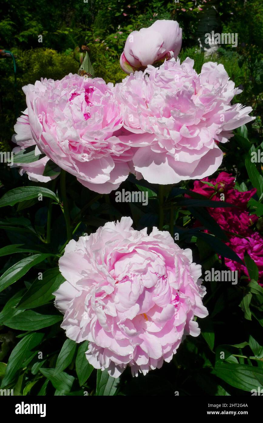 Pion hi-res stock photography and images - Alamy