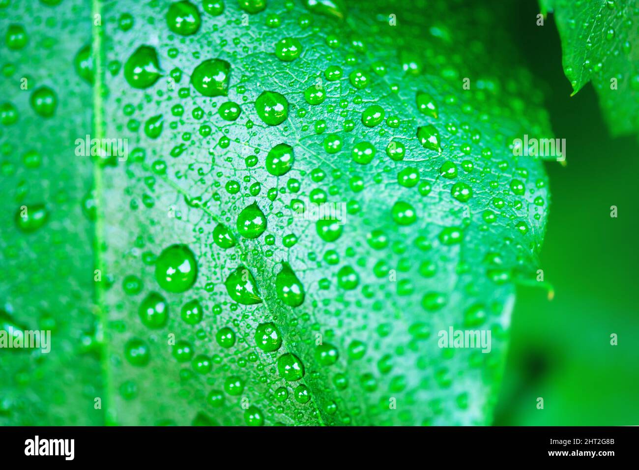 Dew drops on fresh green leaf background. Eco-friendly and organic ...