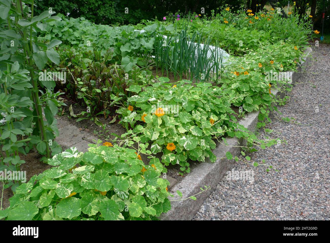 Garden country with 'Alaska' Stock Photo - Alamy