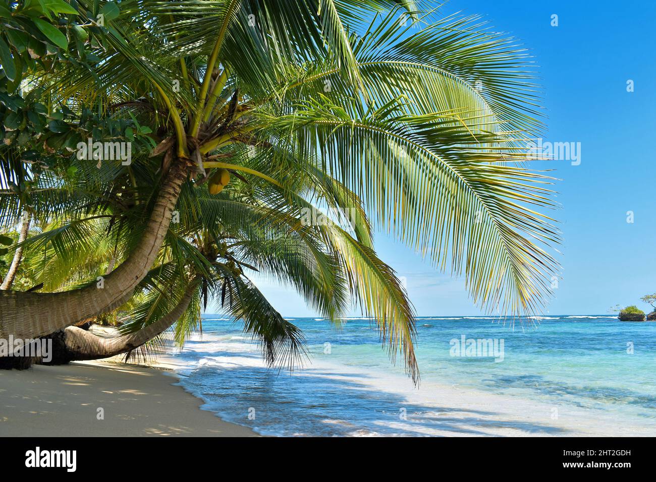 Wild tropical beach with coconut trees and other vegetation, white sand ...