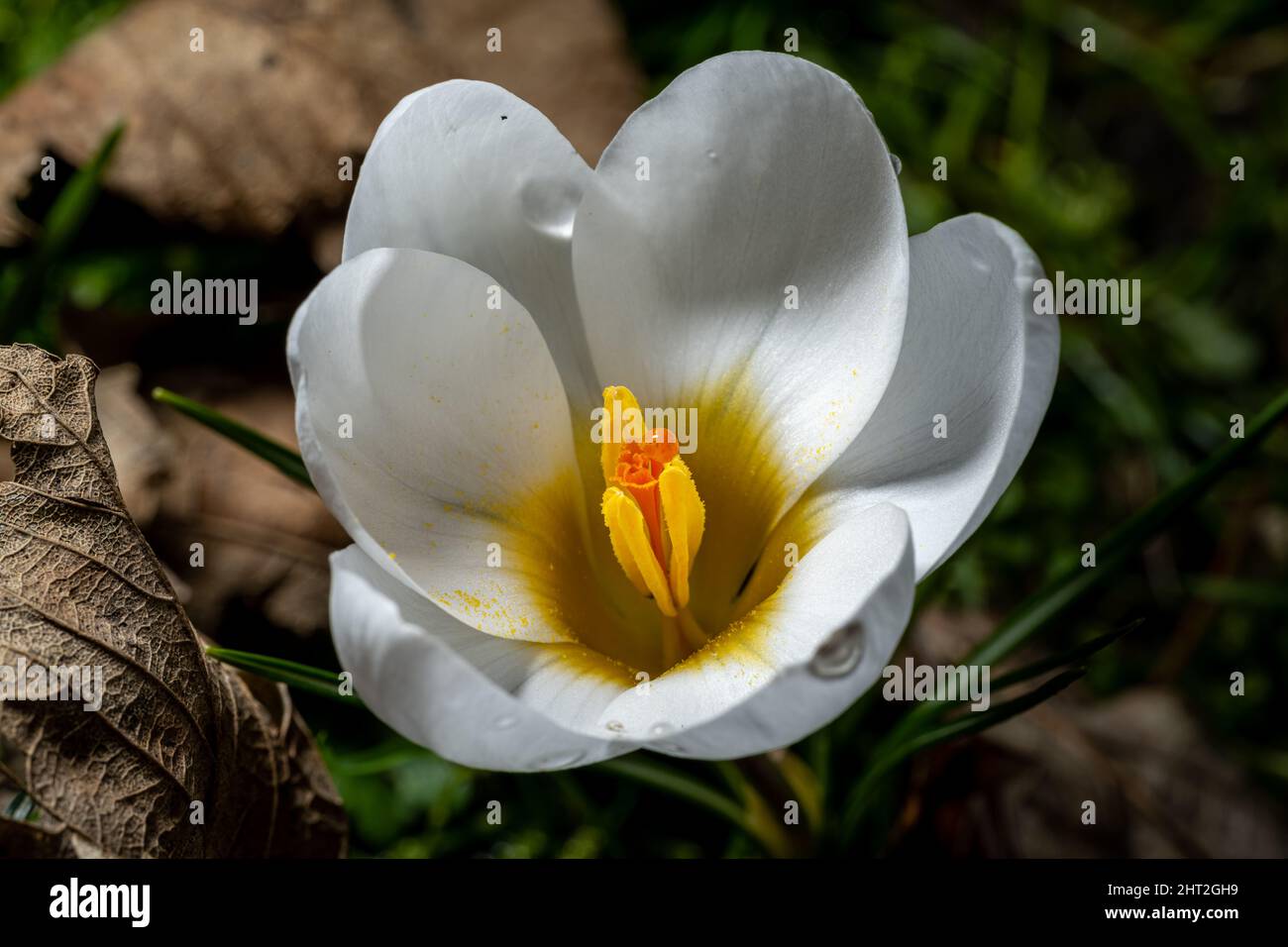 A perennial white Crocus flower of the Iris family, awakening in a ...