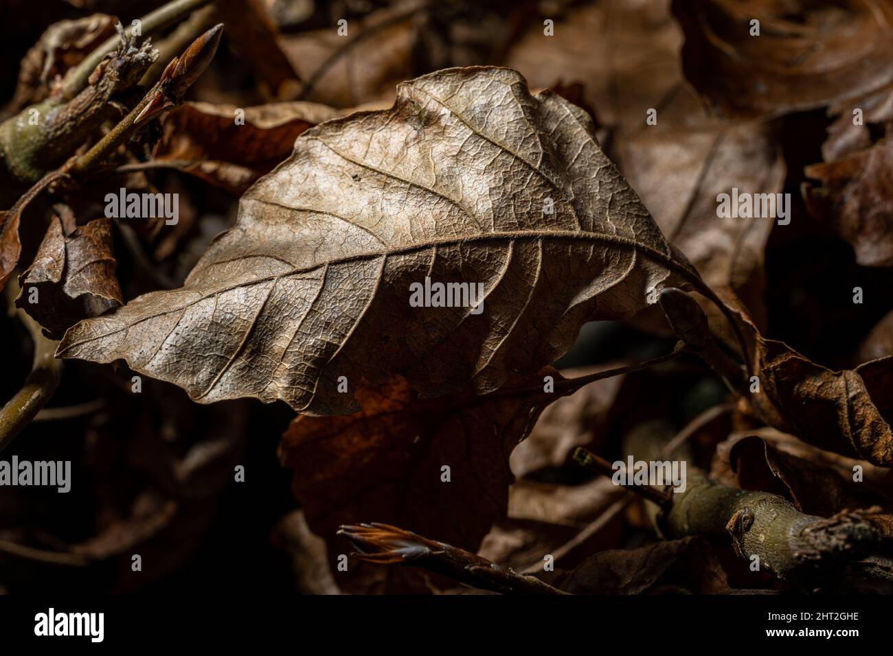 Brown decaying autumn leaves with viens and texture in a natural ...
