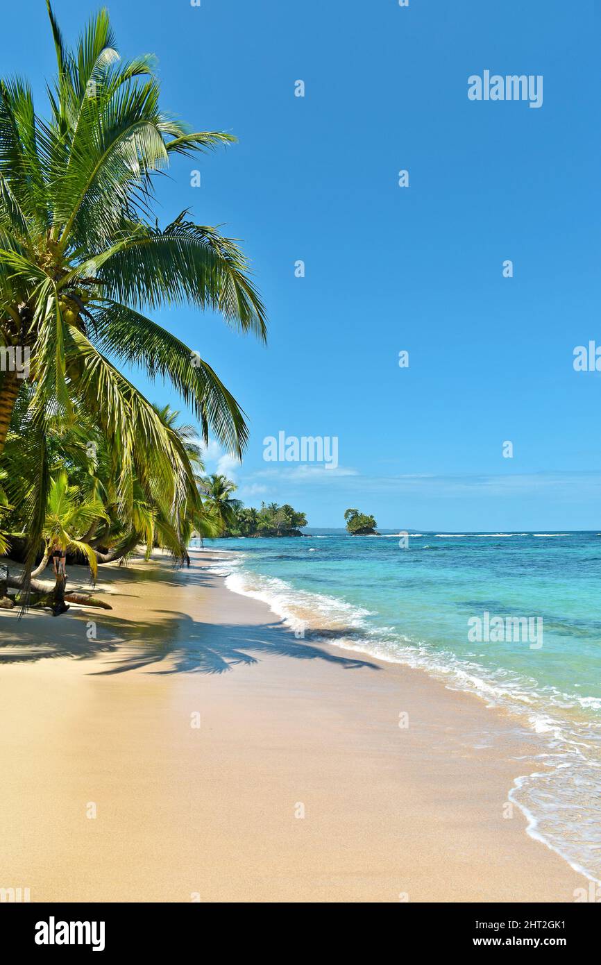 Wild tropical beach with coconut trees and other vegetation, white sand ...