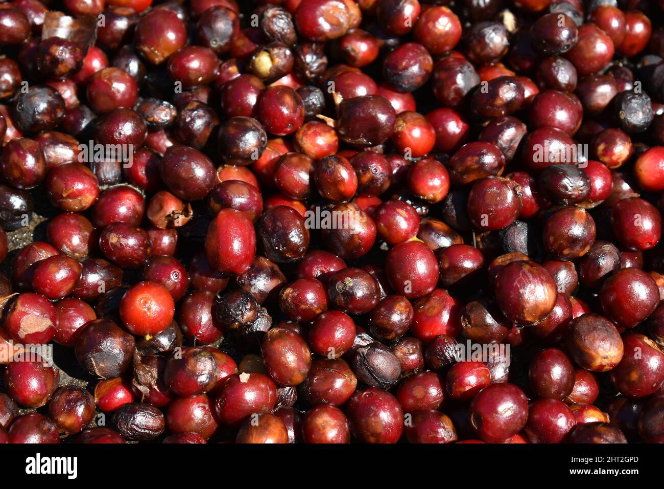 Fresh red coffee berries, coffee beans in detail, background Stock ...