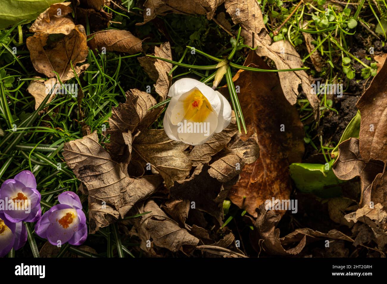 White crocus garden hi-res stock photography and images - Alamy