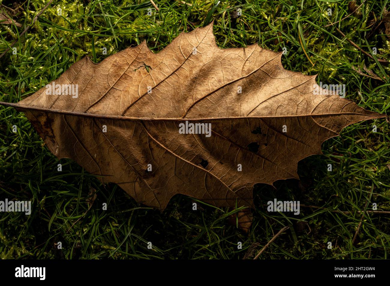 Brown decaying autumn leaves with viens and texture in a natural ...