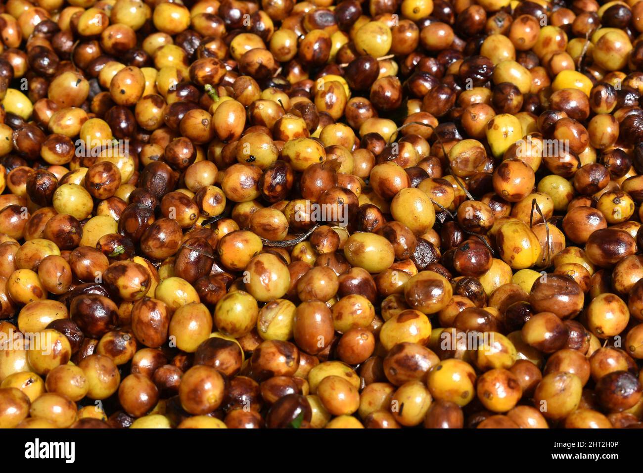 Fresh coffee berries, drying stage, coffee beans in detail, background ...